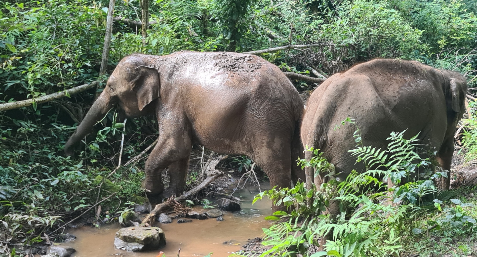Expedition zu den wilden Elefanten in Thailand - MaDeRe